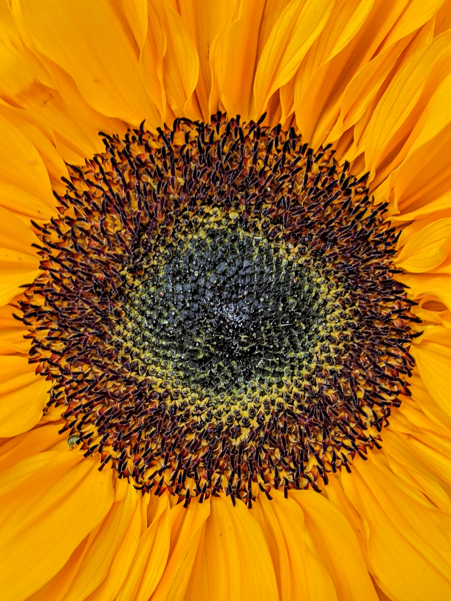 Sunflower Core | Shutterbug